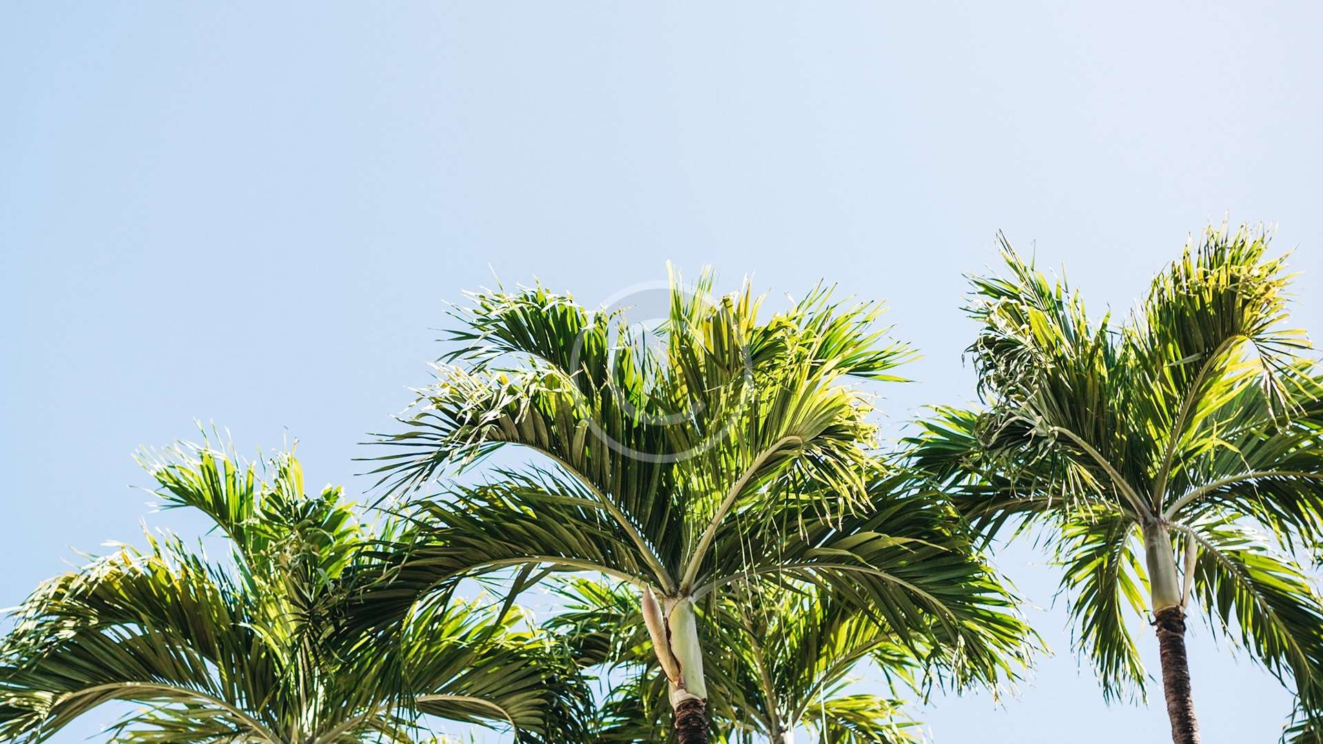 Mohammad Awwad – محمد عواد – IT & Digital Marketing Consultant